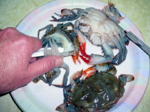 Soft Shell Crab – Jughandle’s Fat Farm