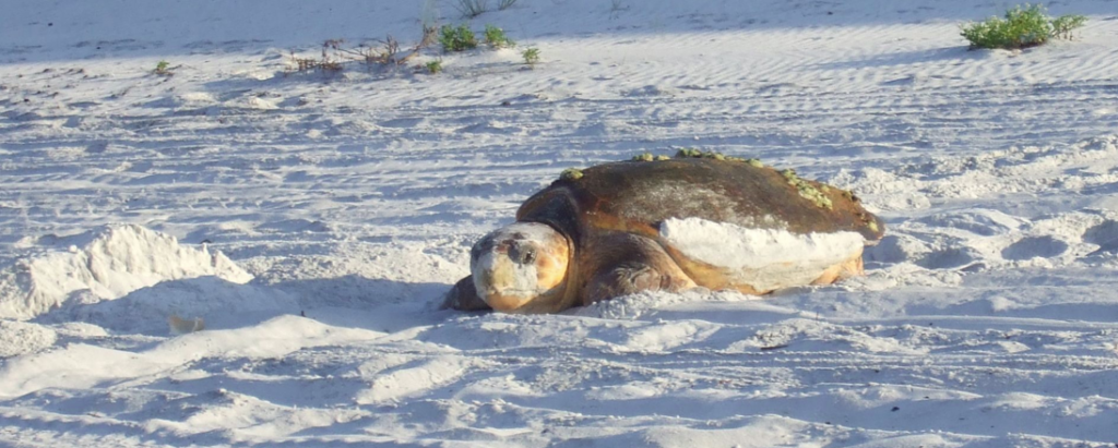 Sea Turtles from a Professional Point of View – Jughandle’s Fat Farm