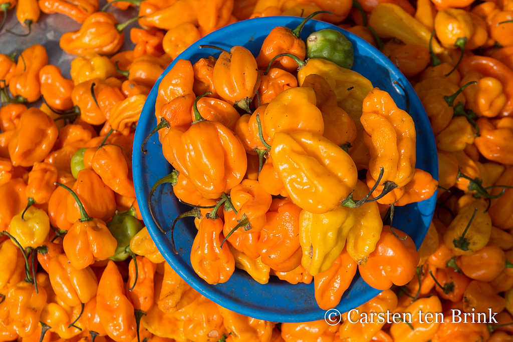 Chiles, Fresh & Dried – Jughandle’s Fat Farm