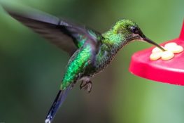 How To Train Hummingbirds To Eat From Your Hand – Jughandle’s Fat Farm